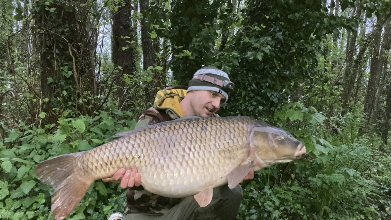 Common carp | Total Carp